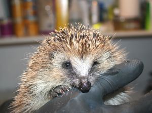 Wild European hedgehog – Little Silver Hedgehog