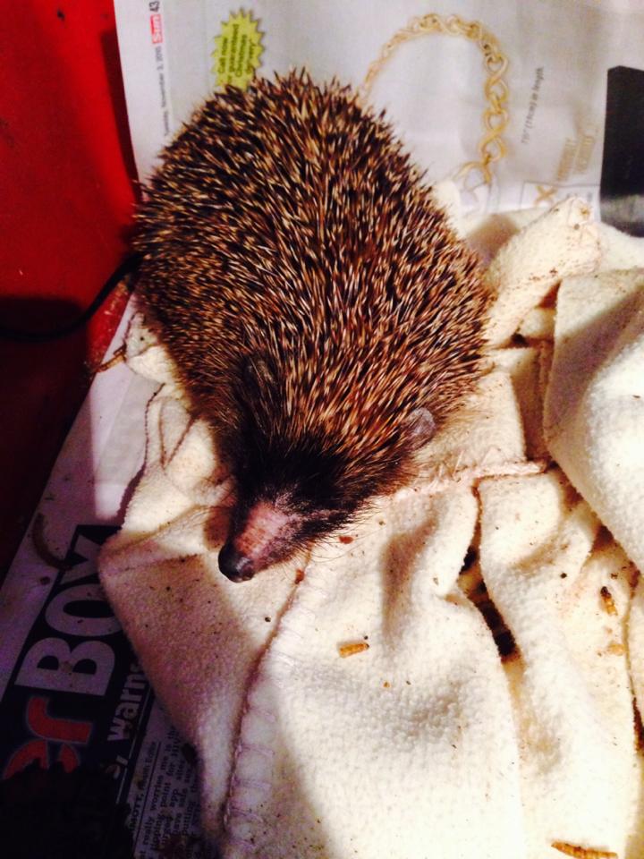 How old is my hedgehog? – Little Silver Hedgehog