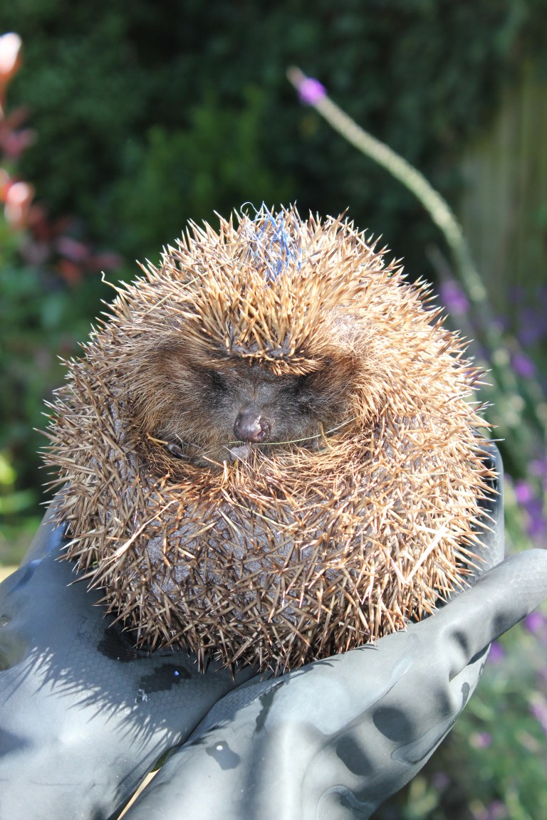 How old is my hedgehog? – Little Silver Hedgehog