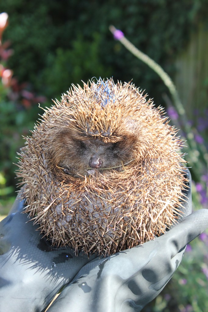 How old is my hedgehog? – Little Silver Hedgehog