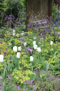 How to identify hedgehog poo – Little Silver Hedgehog