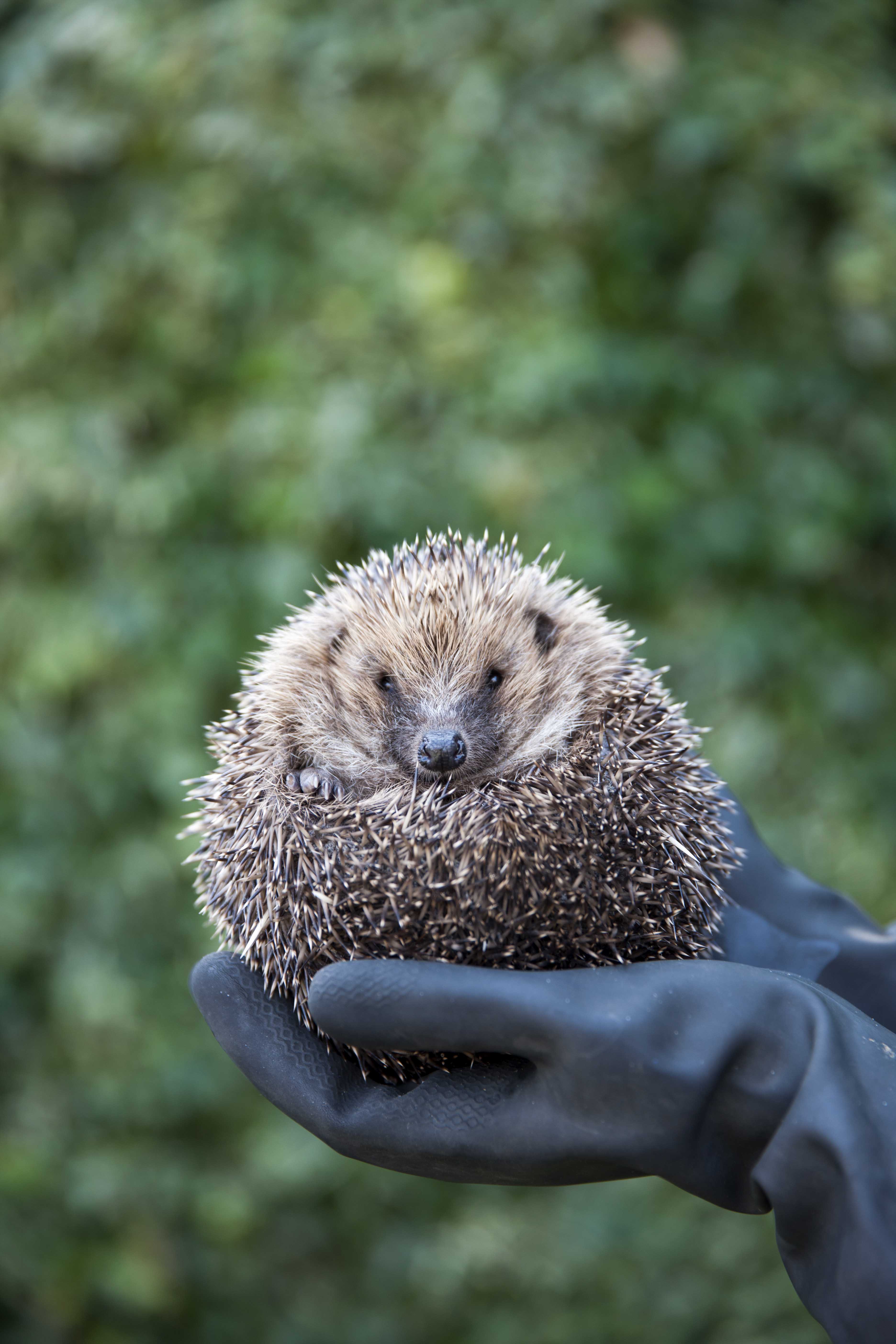 Releasing wild hedgehogs – Little Silver Hedgehog