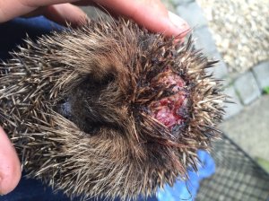 Hedgehog strimmer injuries – Little Silver Hedgehog
