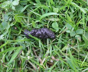 How to identify hedgehog poo – Little Silver Hedgehog