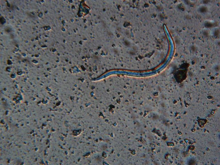 How to identify hedgehog poo – Little Silver Hedgehog