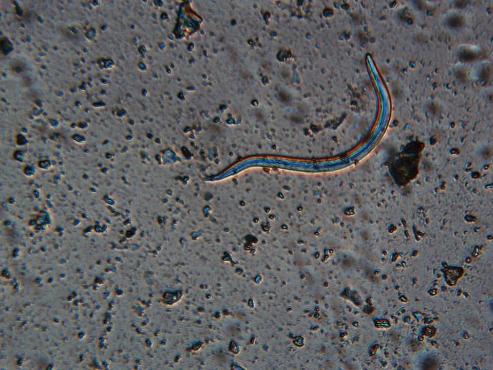 How to identify hedgehog poo – Little Silver Hedgehog