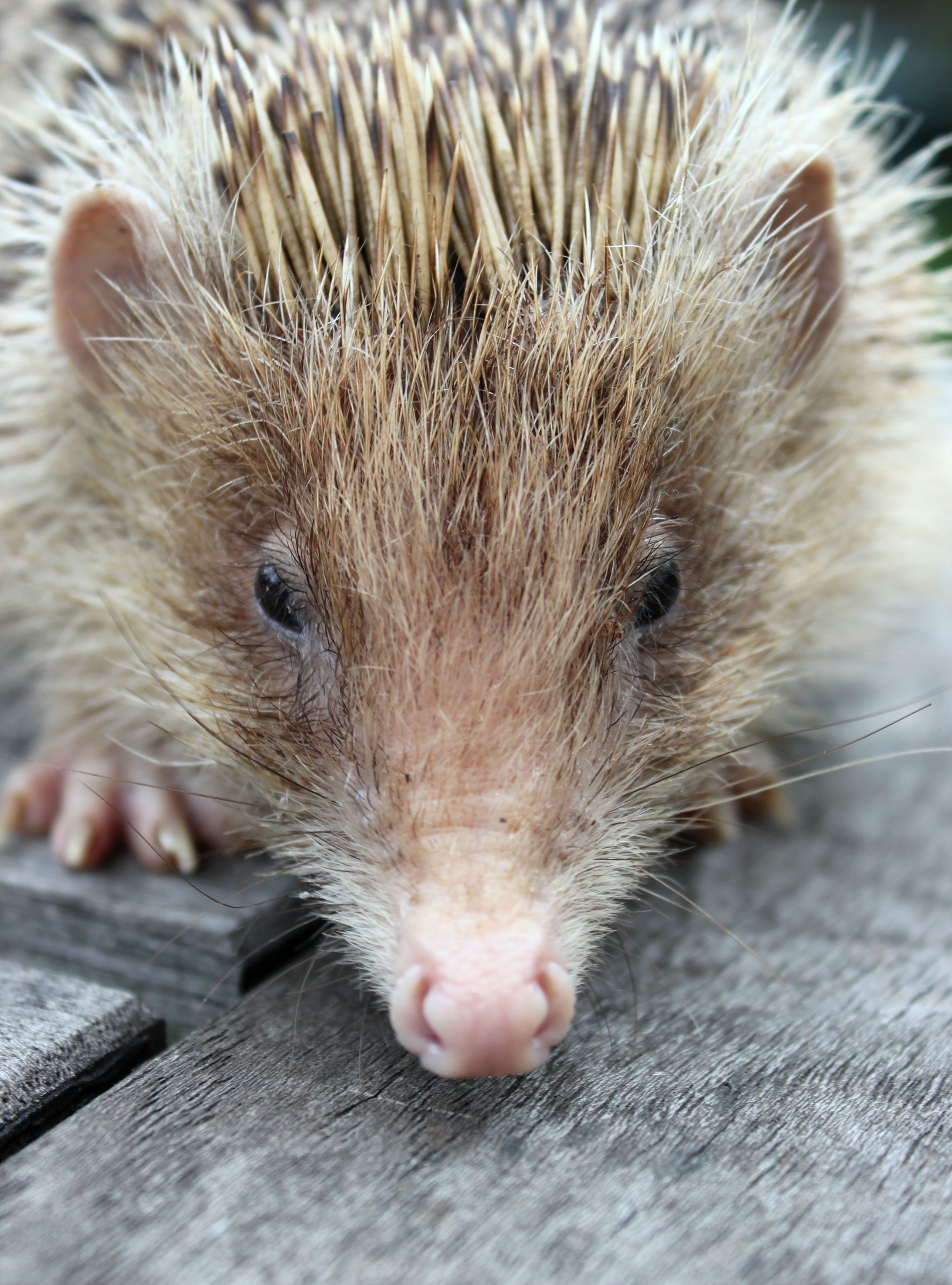 Blonde and albino hedgehogs – Little Silver Hedgehog