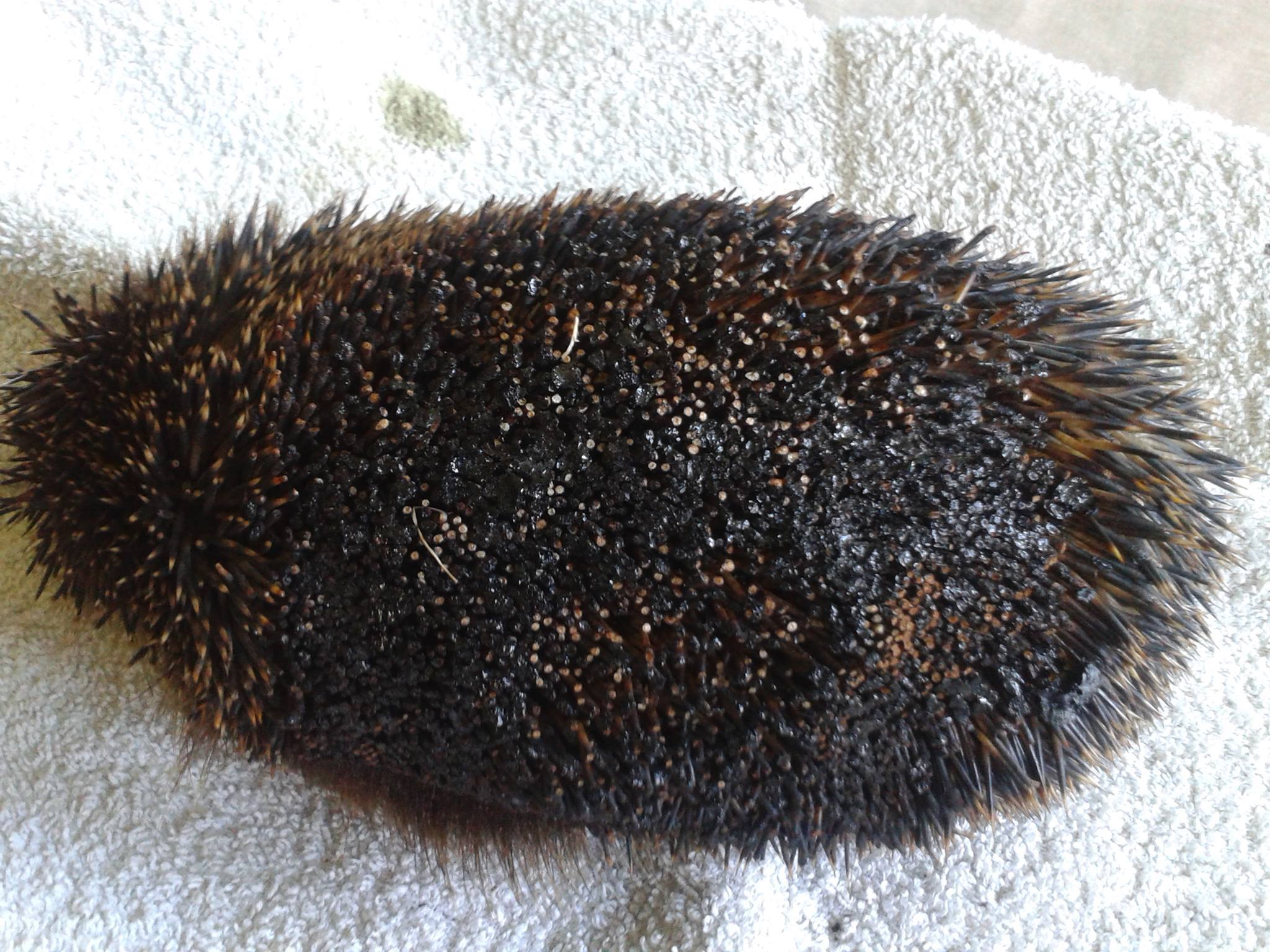 Hedgehogs and bonfires – Little Silver Hedgehog
