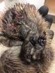 Hedgehog wound and abscess treatment – Little Silver Hedgehog