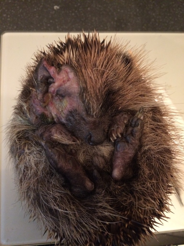 Hedgehog wound and abscess treatment – Little Silver Hedgehog