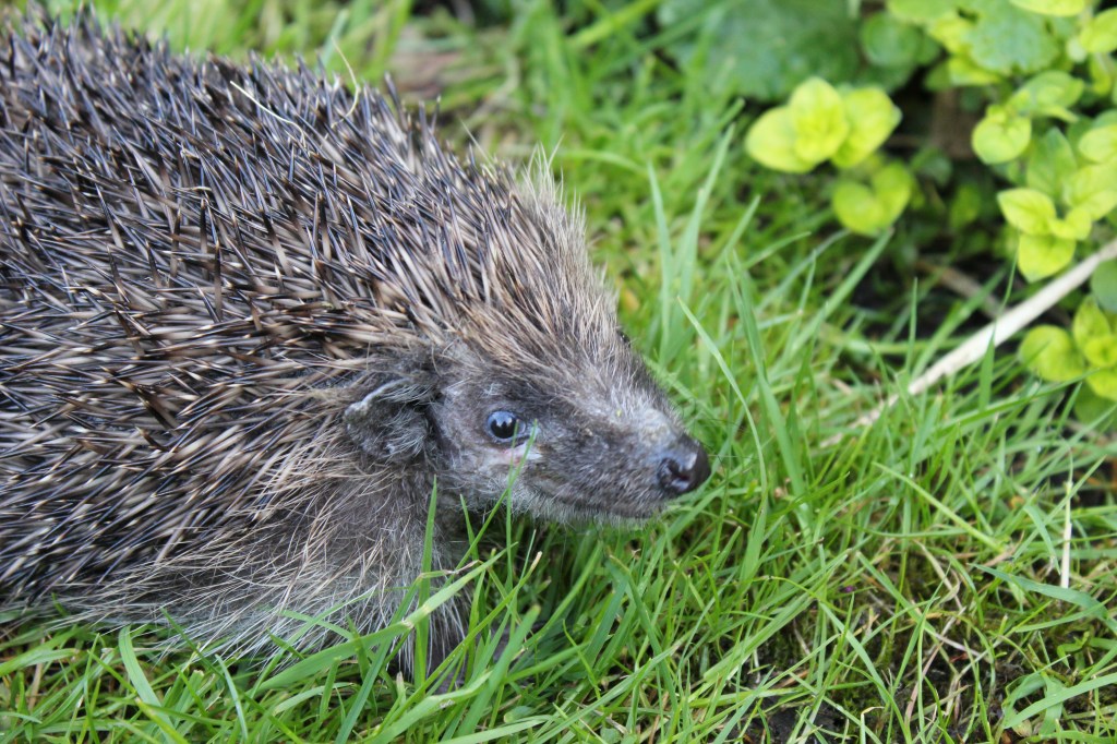 Hedgehog miracle recovery – Little Silver Hedgehog