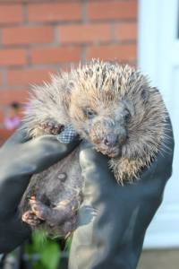 Treating hedgehog ringworm and mange – Little Silver Hedgehog