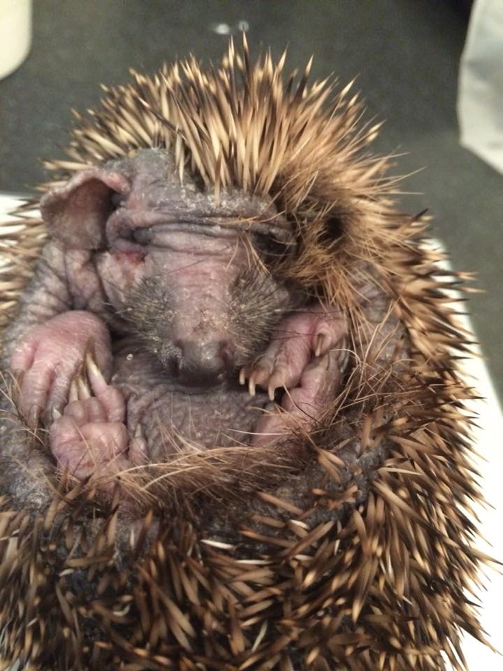 Hedgehog ringworm and mange – Little Silver Hedgehog