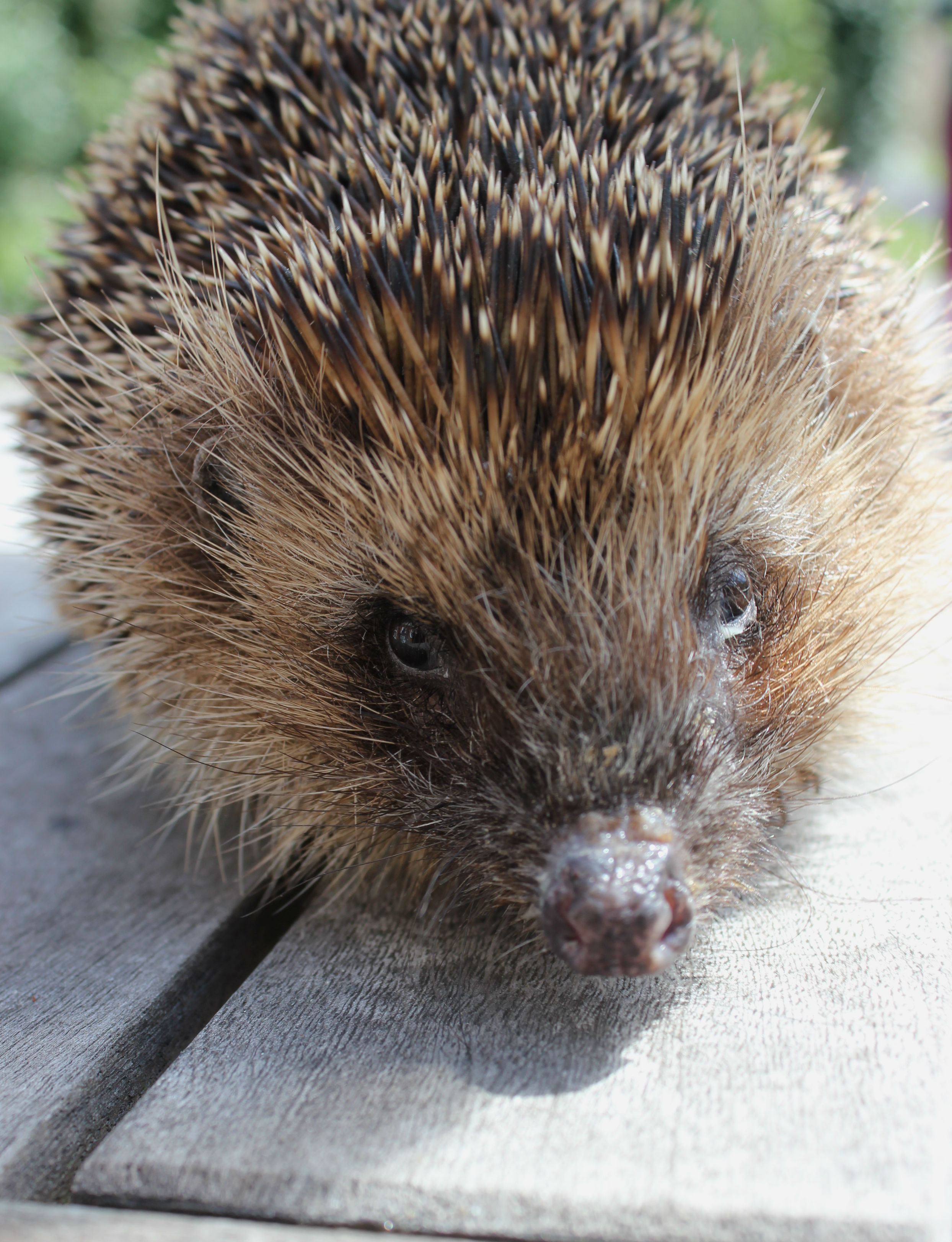 Hedgehog nest building – Little Silver Hedgehog