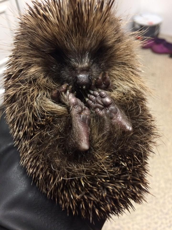 Hedgehog size and weight and why it matters – Little Silver Hedgehog