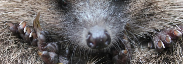 Hedgehog size and weight and why it matters – Little Silver Hedgehog