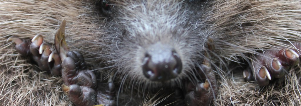 Hedgehog size and weight and why it matters – Little Silver Hedgehog