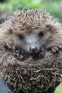 Hedgehog size and weight and why it matters – Little Silver Hedgehog
