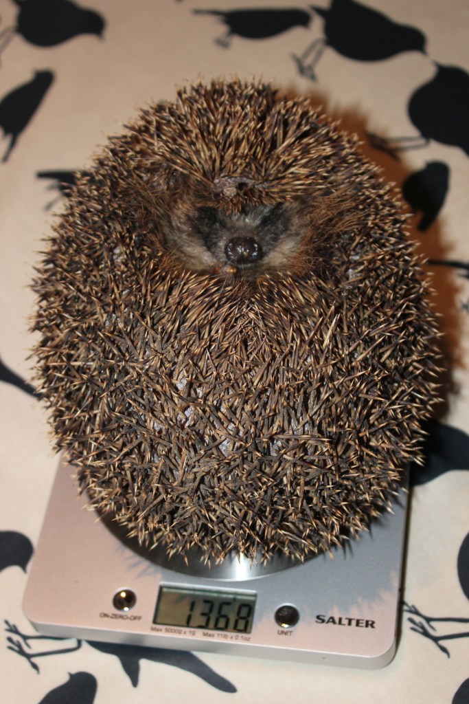 Hedgehog size and weight and why it matters – Little Silver Hedgehog