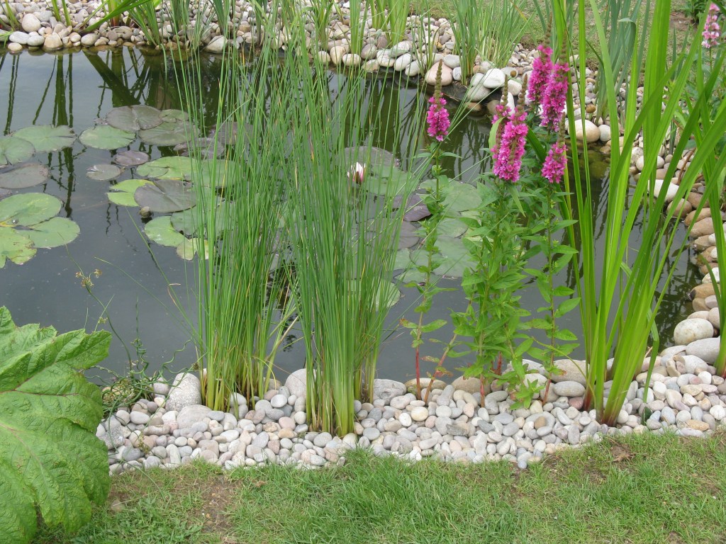 Hedgehog friendly wildlife pond – Little Silver Hedgehog