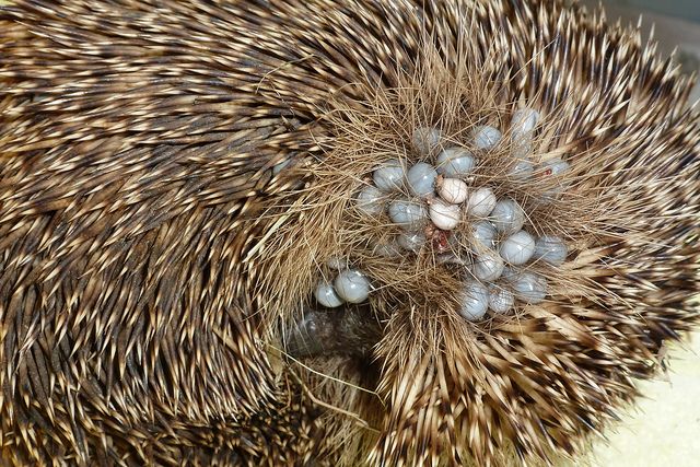 Hedgehog ticks – Little Silver Hedgehog