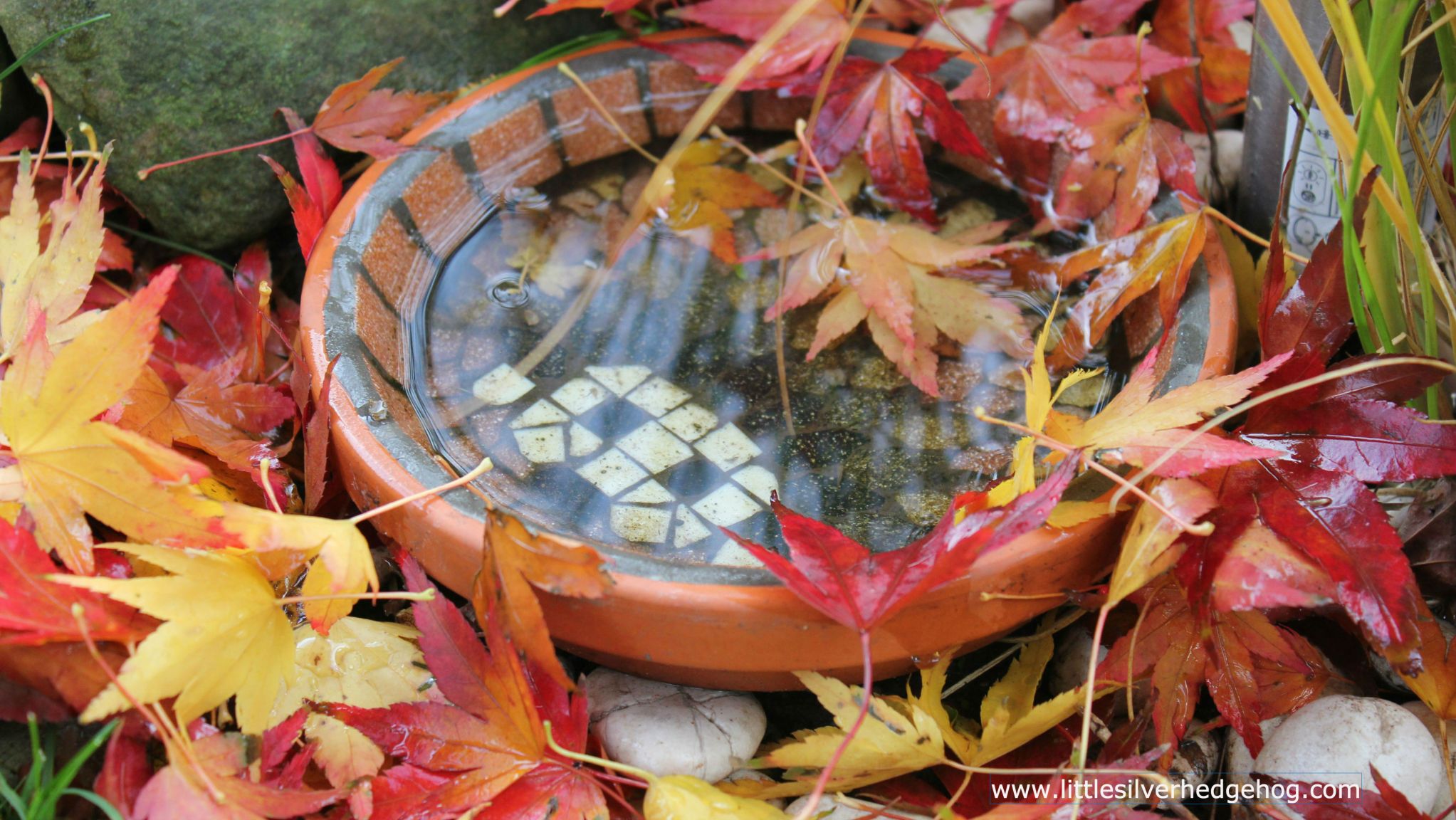Hedgehog friendly wildlife pond – Little Silver Hedgehog