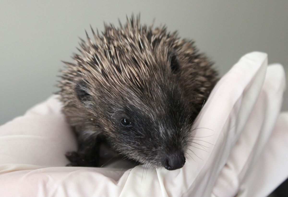 Hygiene in wildlife rescue – Little Silver Hedgehog