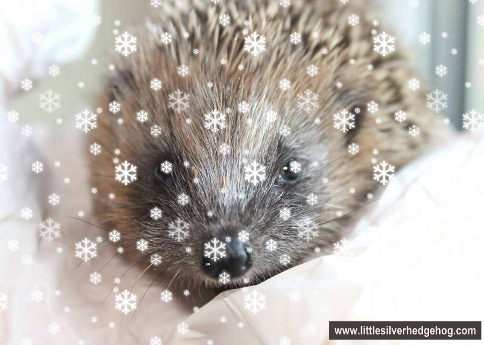 Helping hedgehogs in Winter – Little Silver Hedgehog