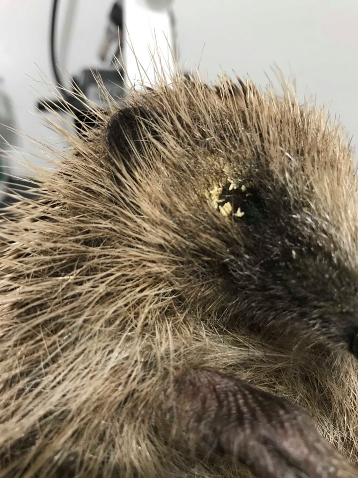 Hedgehog fly strike – Little Silver Hedgehog