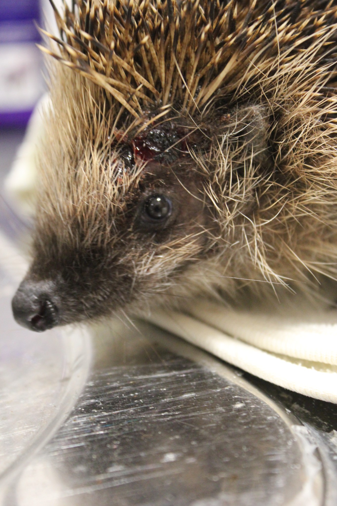 Dogs attacking hedgehogs – Little Silver Hedgehog