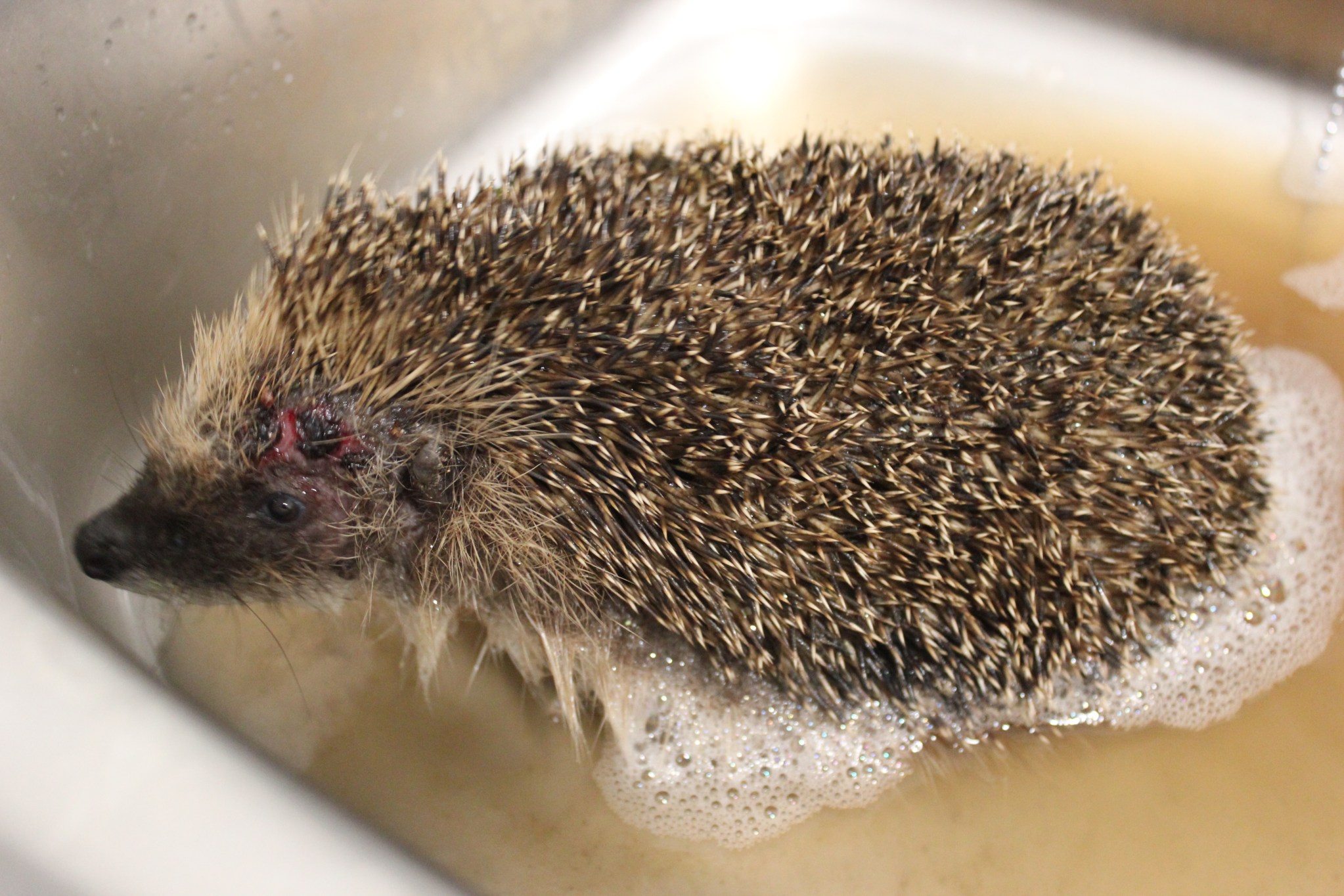 Hedgehog wound and abscess treatment – Little Silver Hedgehog