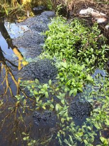 Hedgehog friendly wildlife pond – Little Silver Hedgehog