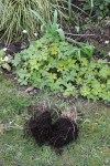 Dividing perennial plants – Little Silver Hedgehog