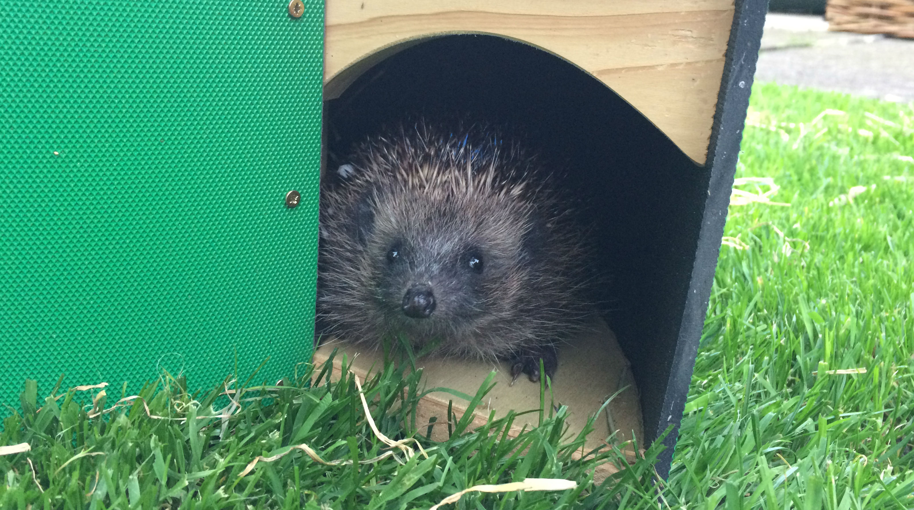 Where to place your hedgehog house – Little Silver Hedgehog